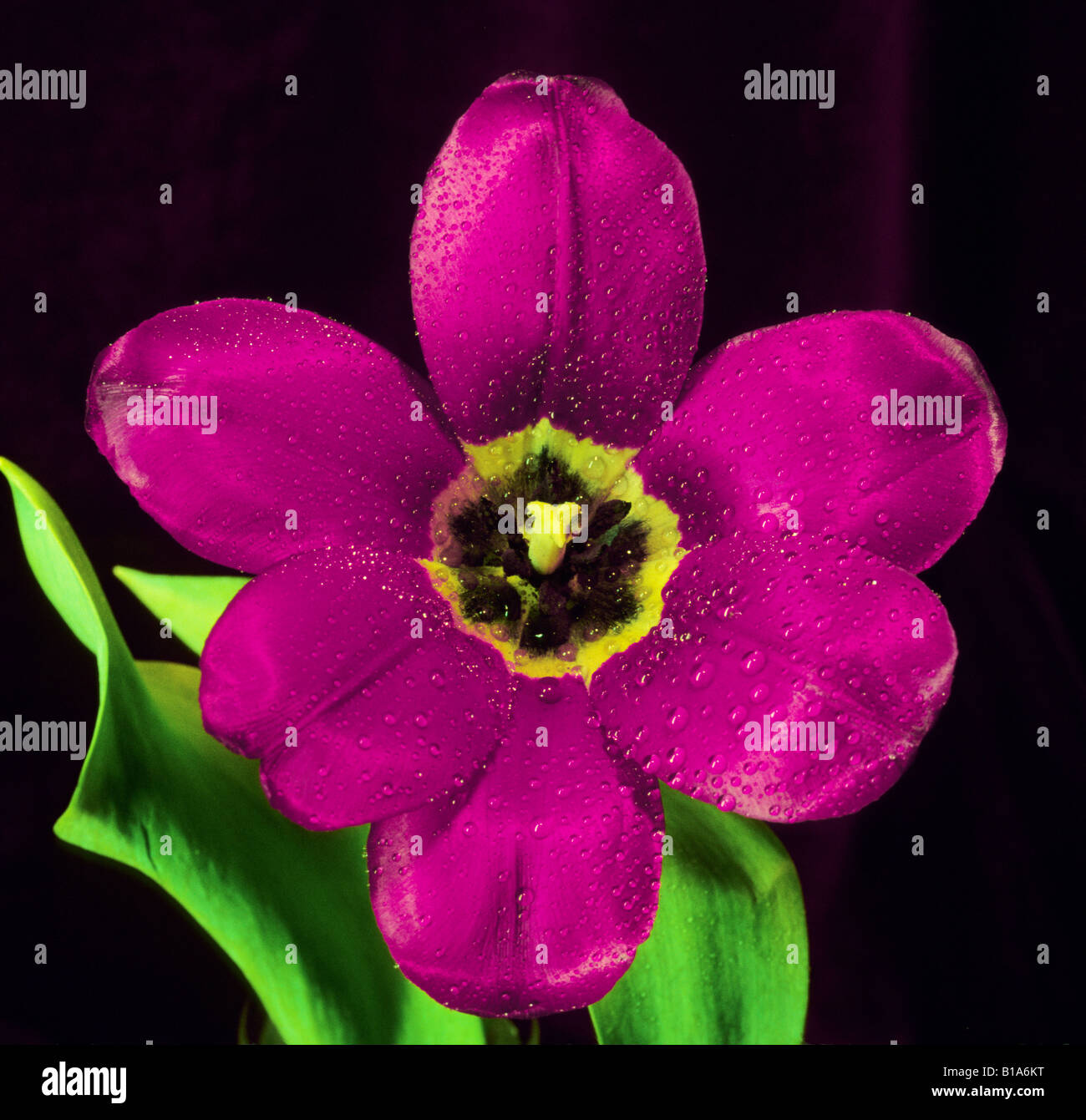 tulip wide open view, flora floral petal petals leaves botanical ...