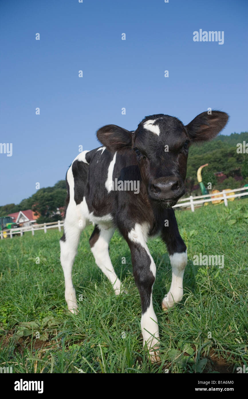 One calf walking Stock Photo - Alamy