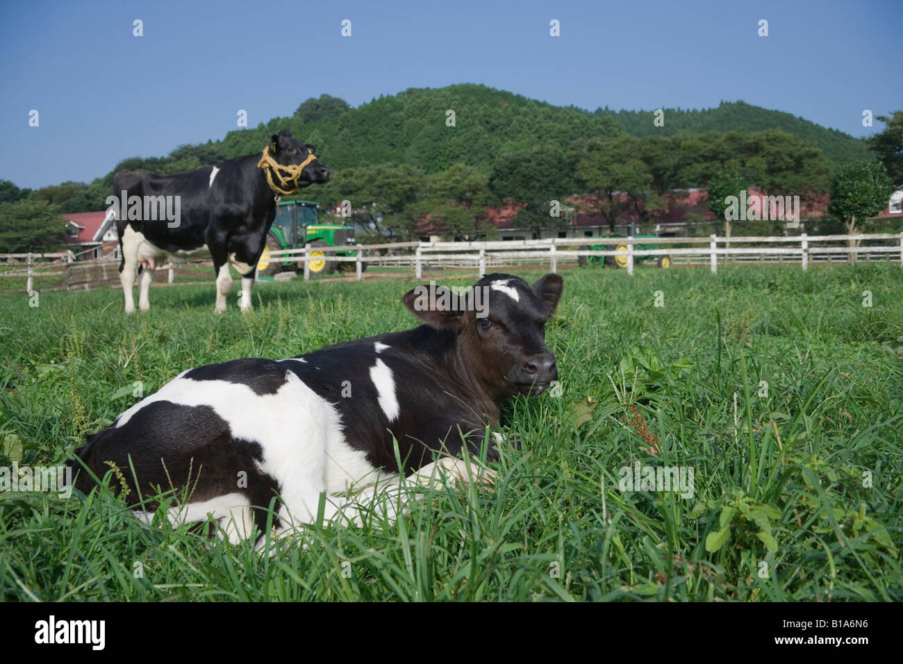Cow in farm Stock Photo - Alamy