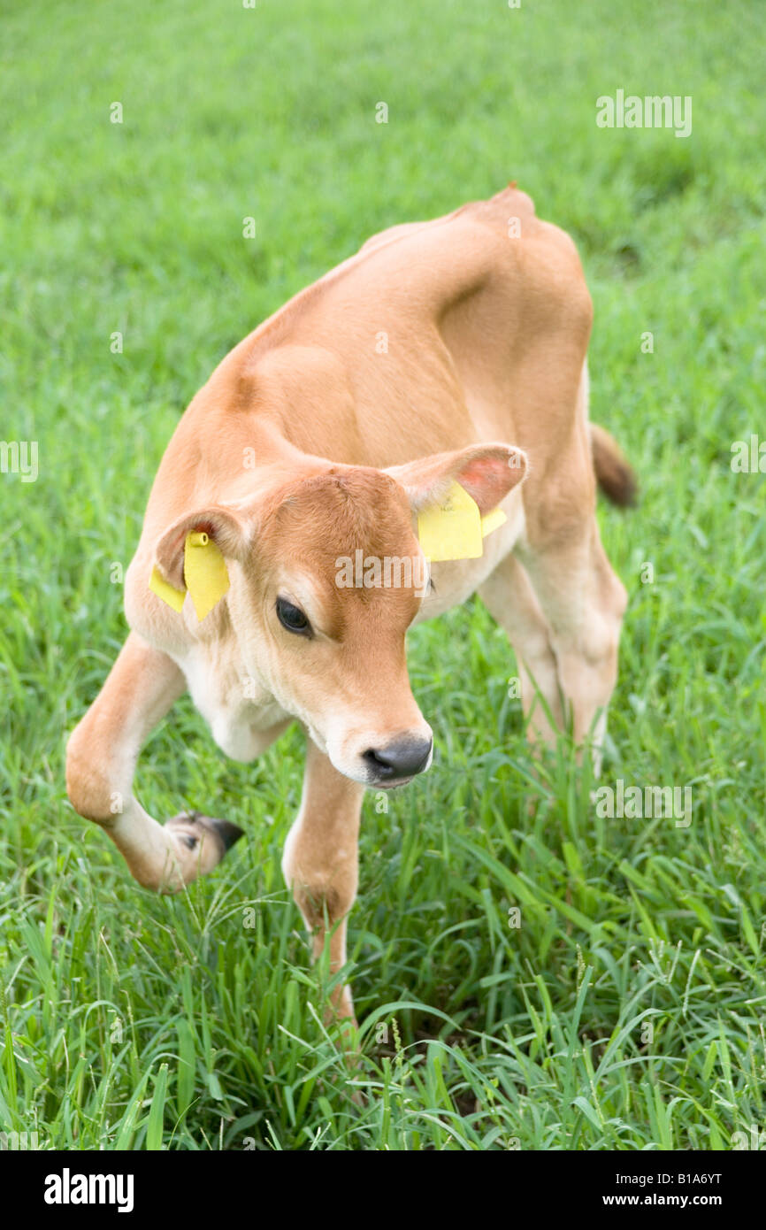 Calf walking on grass Stock Photo - Alamy