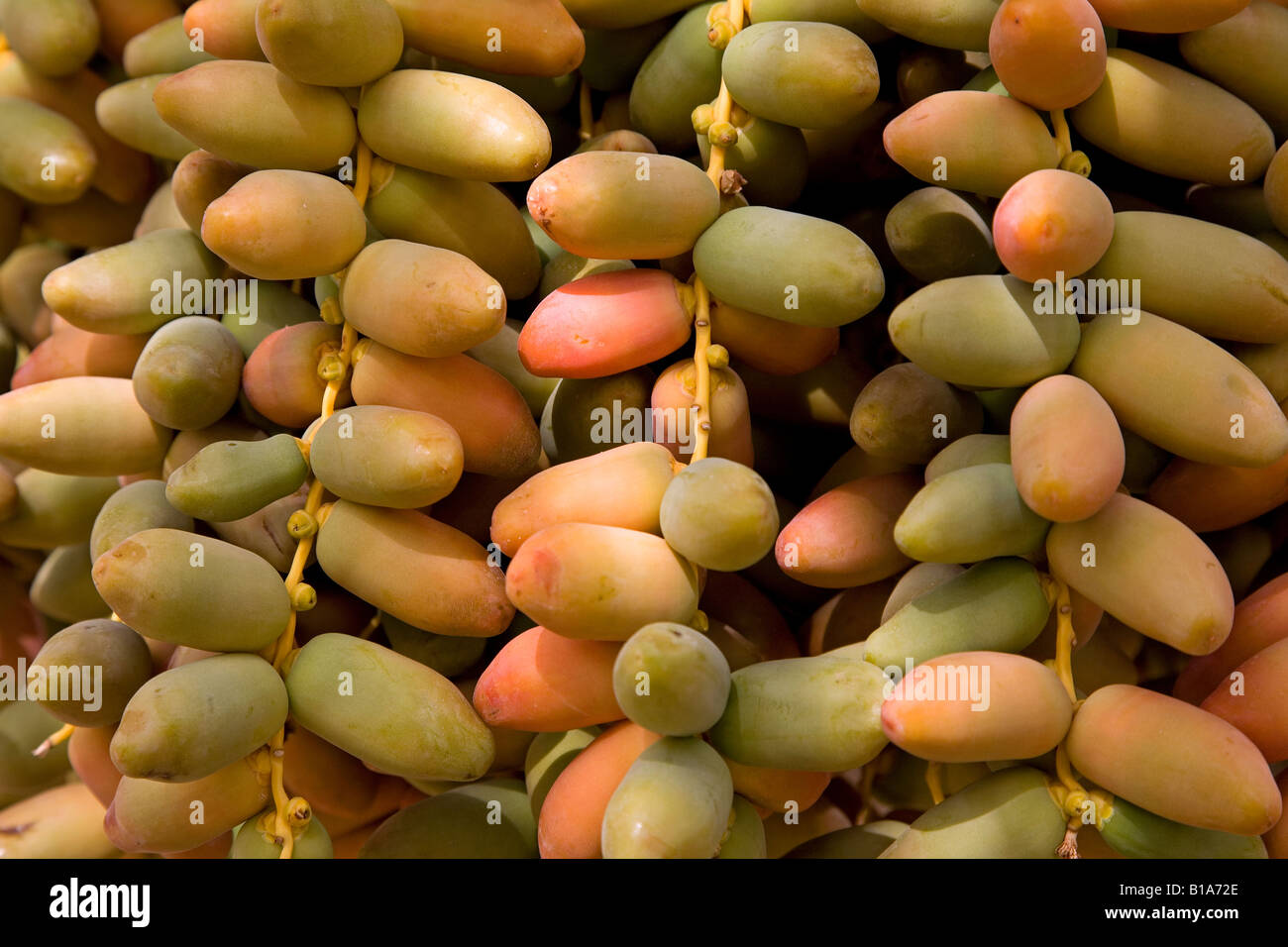 Date tree with ripe dates before harvest Stock Photo - Alamy