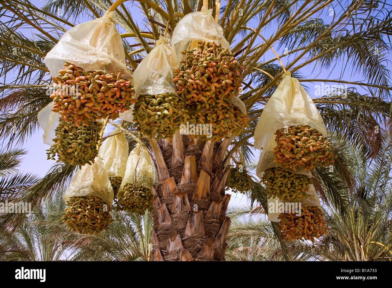 Date tree with ripe dates before harvest Stock Photo - Alamy