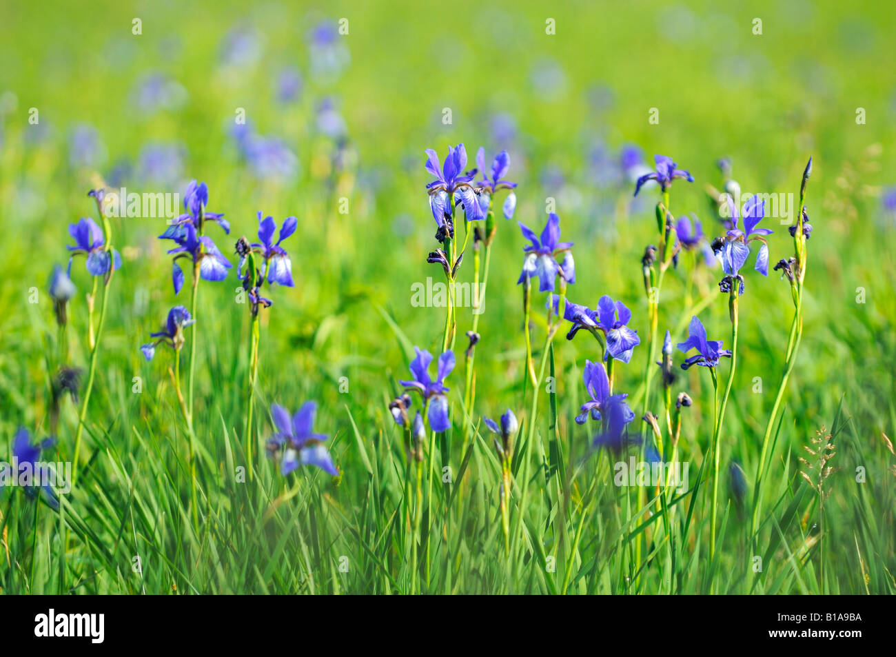 Iris Sibirica at the Ruggeller Riet, FL Stock Photo - Alamy