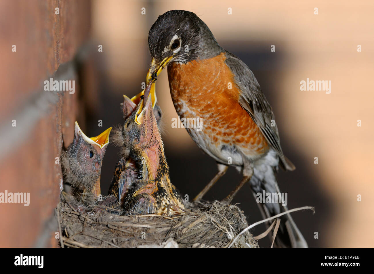 Father American Robin feeding worms to three young chicks in the nest ...