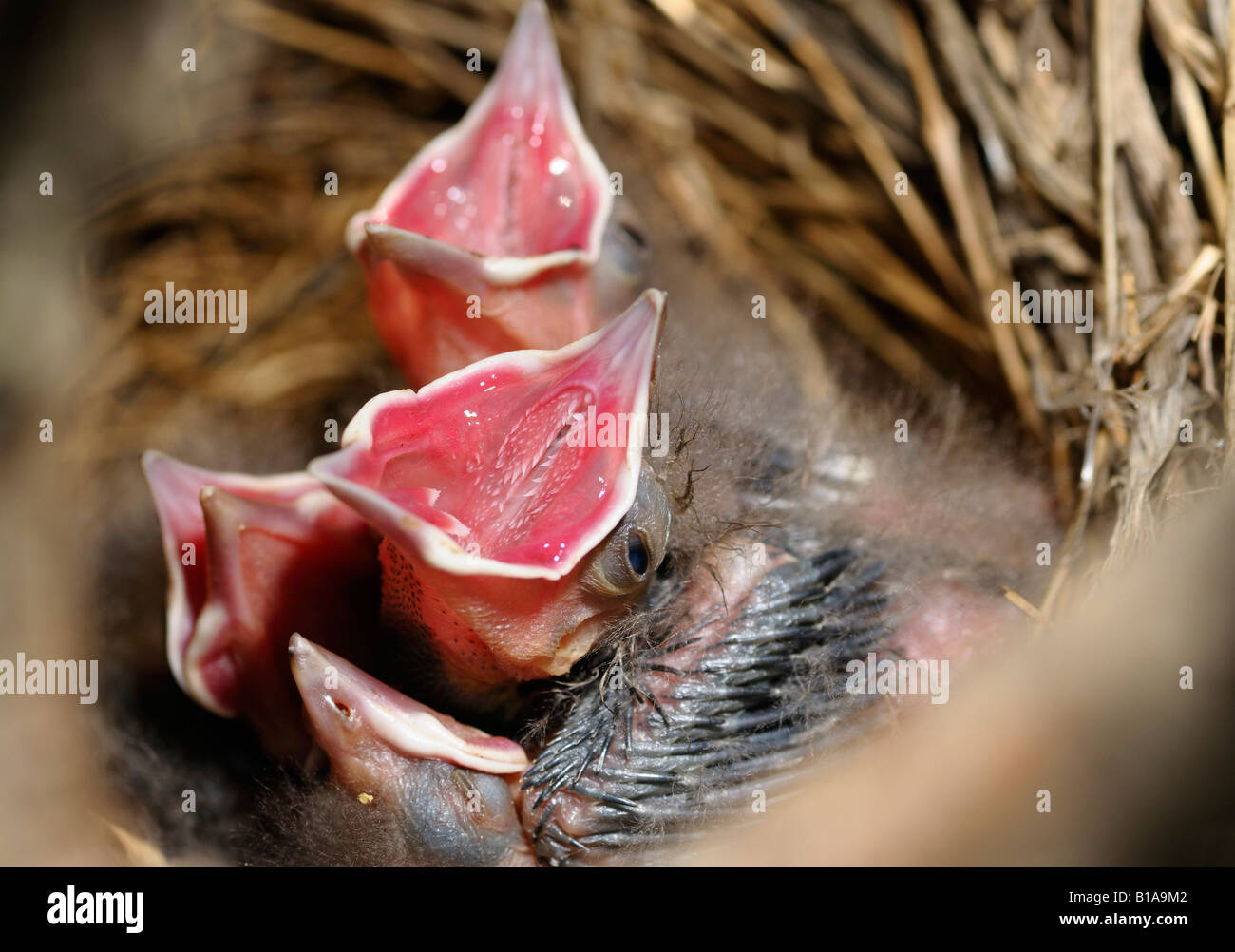 Common Grackle hatchlings in nest with red gaping mouths Stock Photo ...
