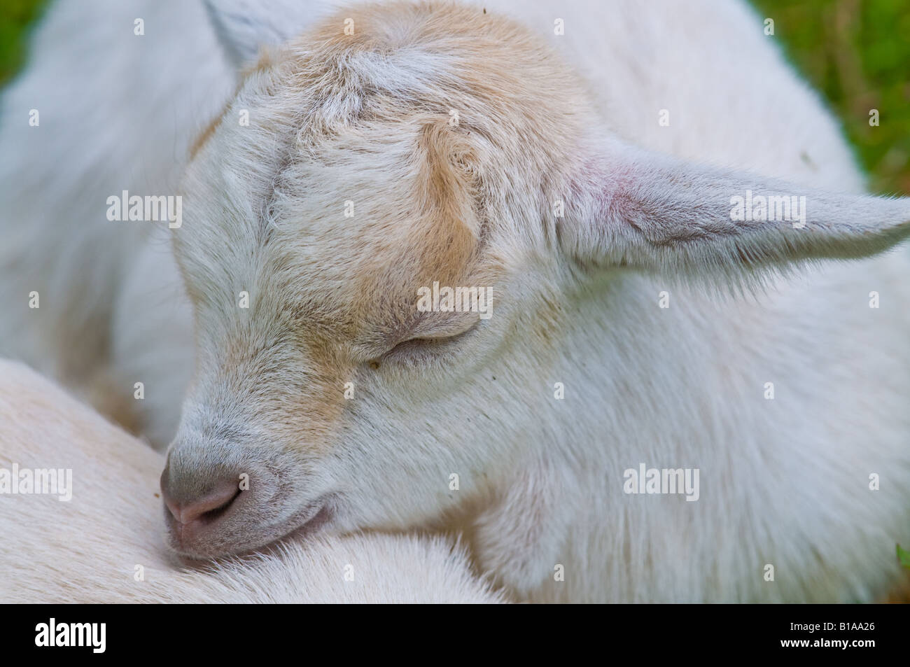 One week old Pygmy Goats kid Stock Photo - Alamy