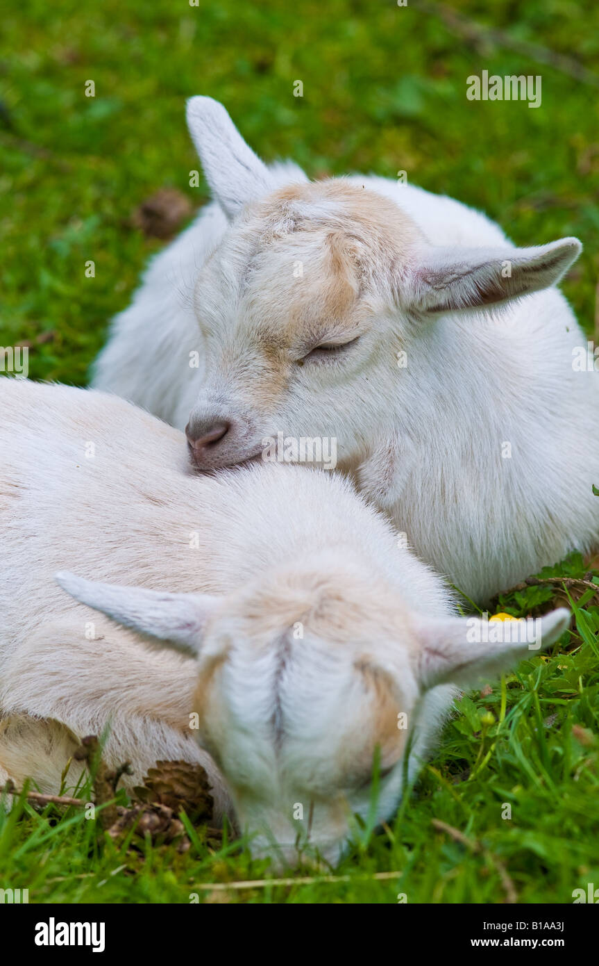 Kids playing goats hi-res stock photography and images - Alamy