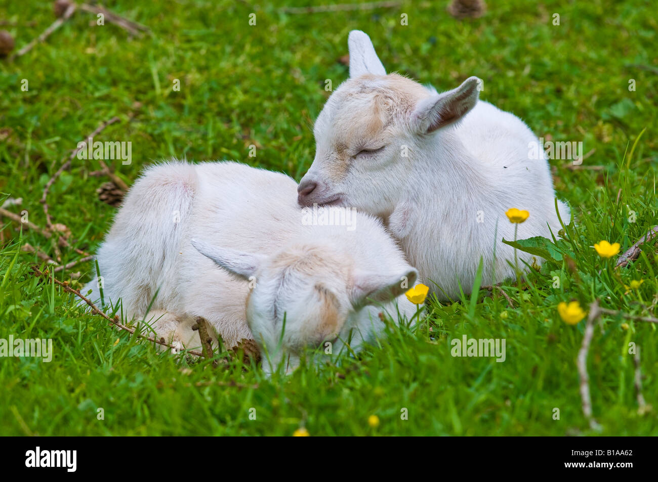 One week old Pygmy Goats kids Stock Photo - Alamy