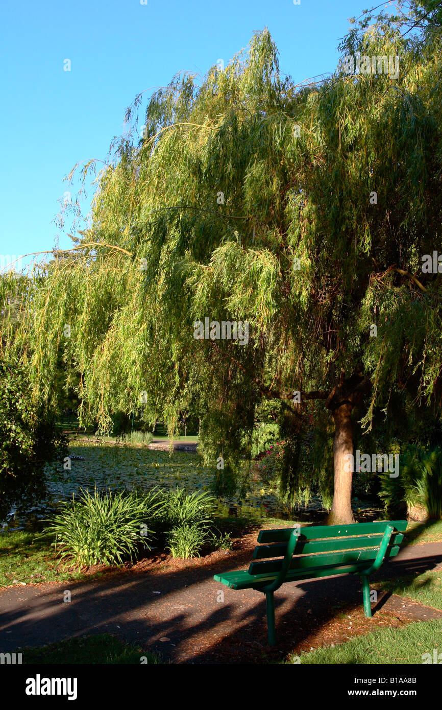 Willow tree by pond hi-res stock photography and images - Alamy