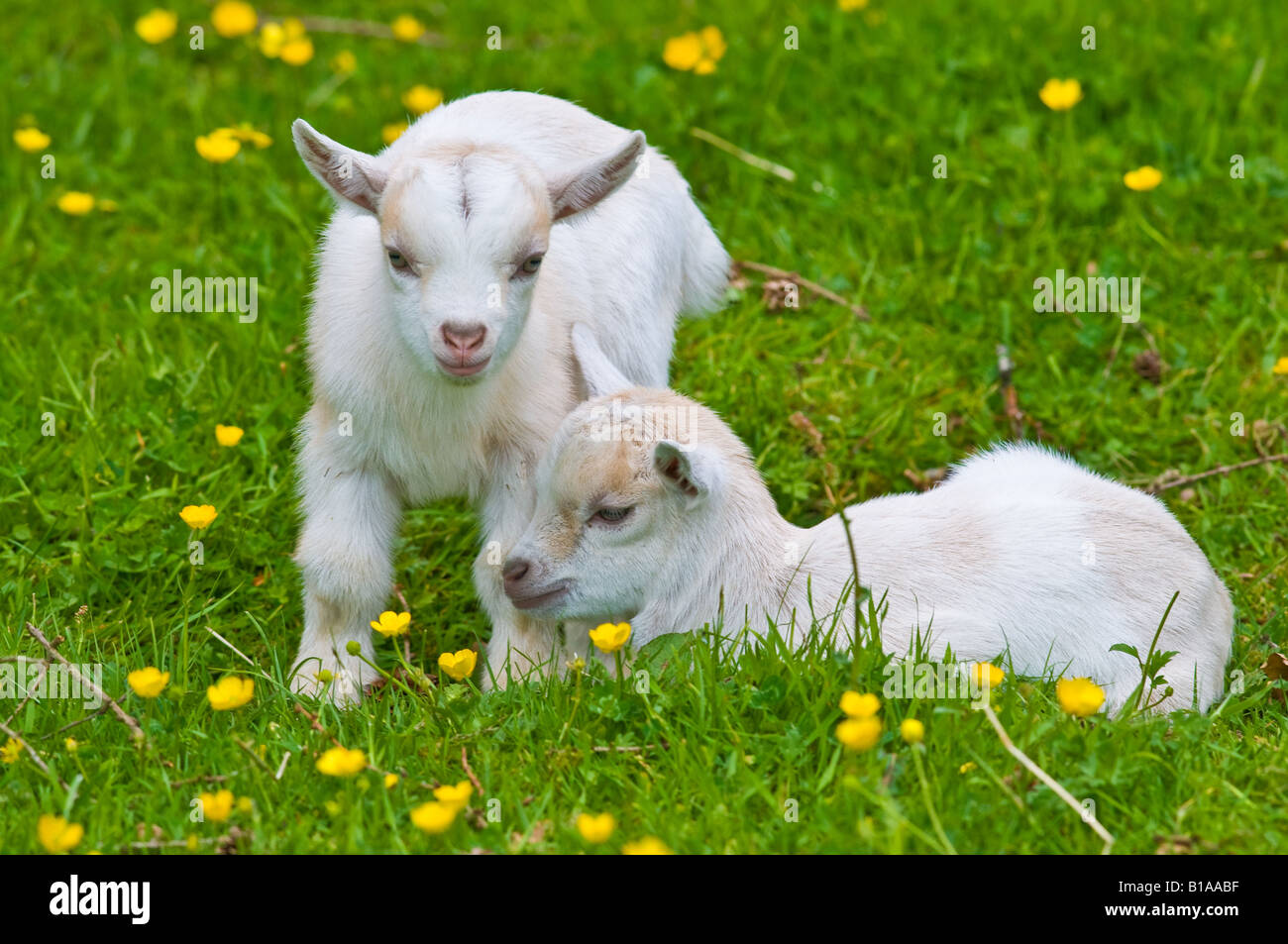 One week old Pygmy Goats kids Stock Photo - Alamy