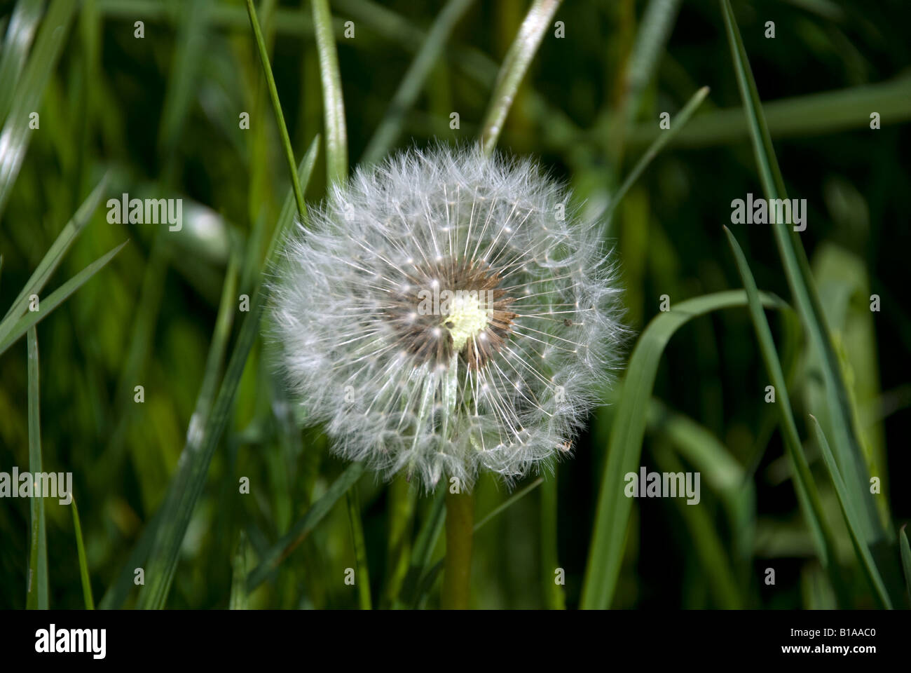 Silver tufted fruit hi-res stock photography and images - Alamy