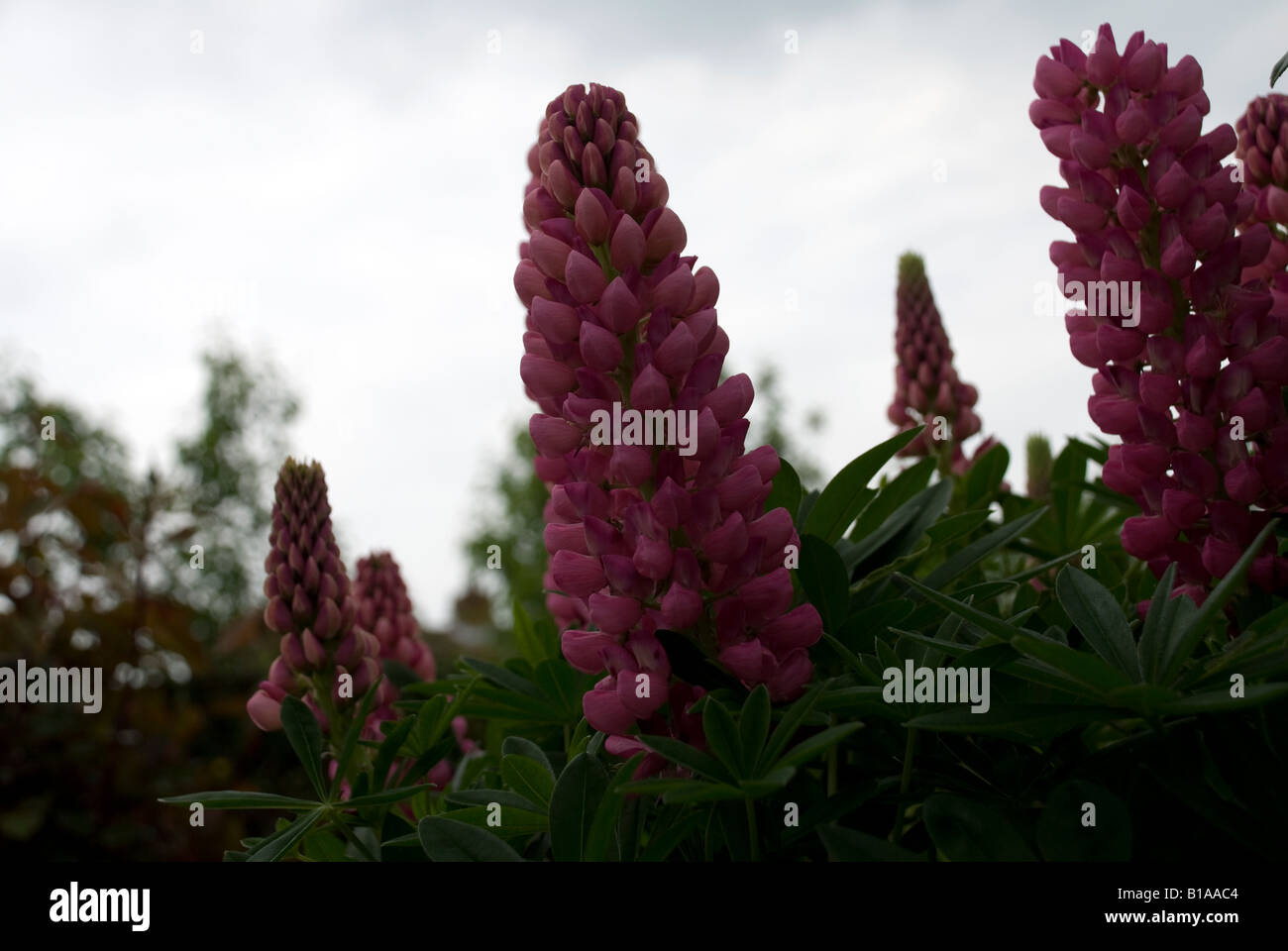 Lupin genus hi-res stock photography and images - Alamy