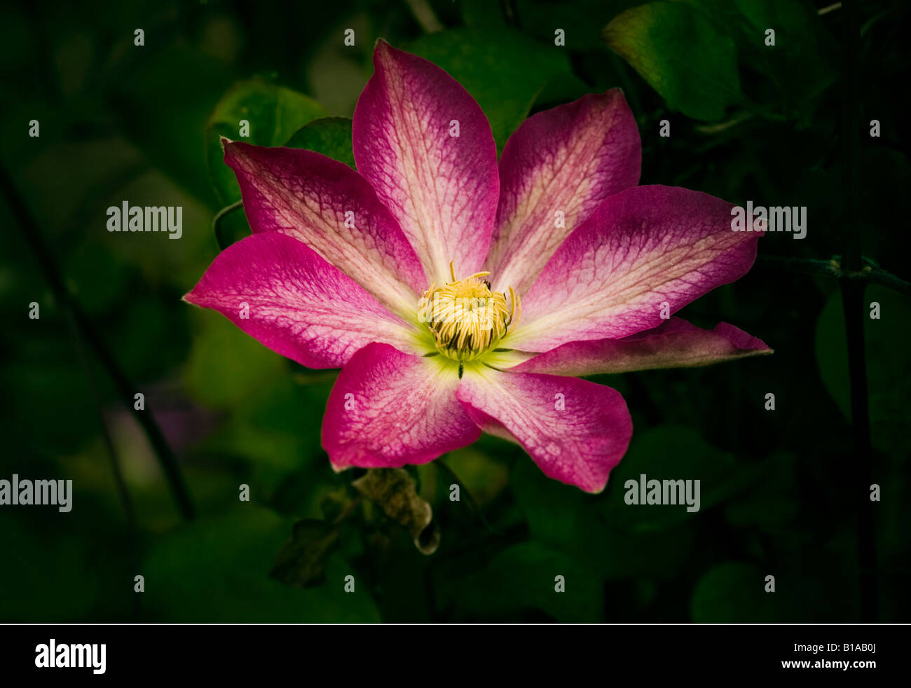 Pink climber flower hi-res stock photography and images - Alamy