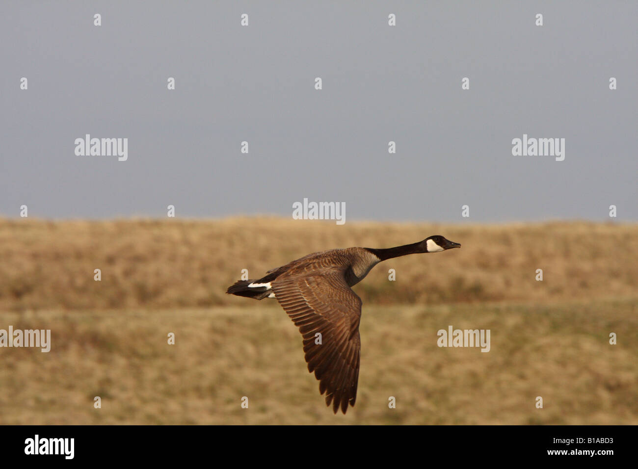Canada Goose in flight Stock Photo - Alamy