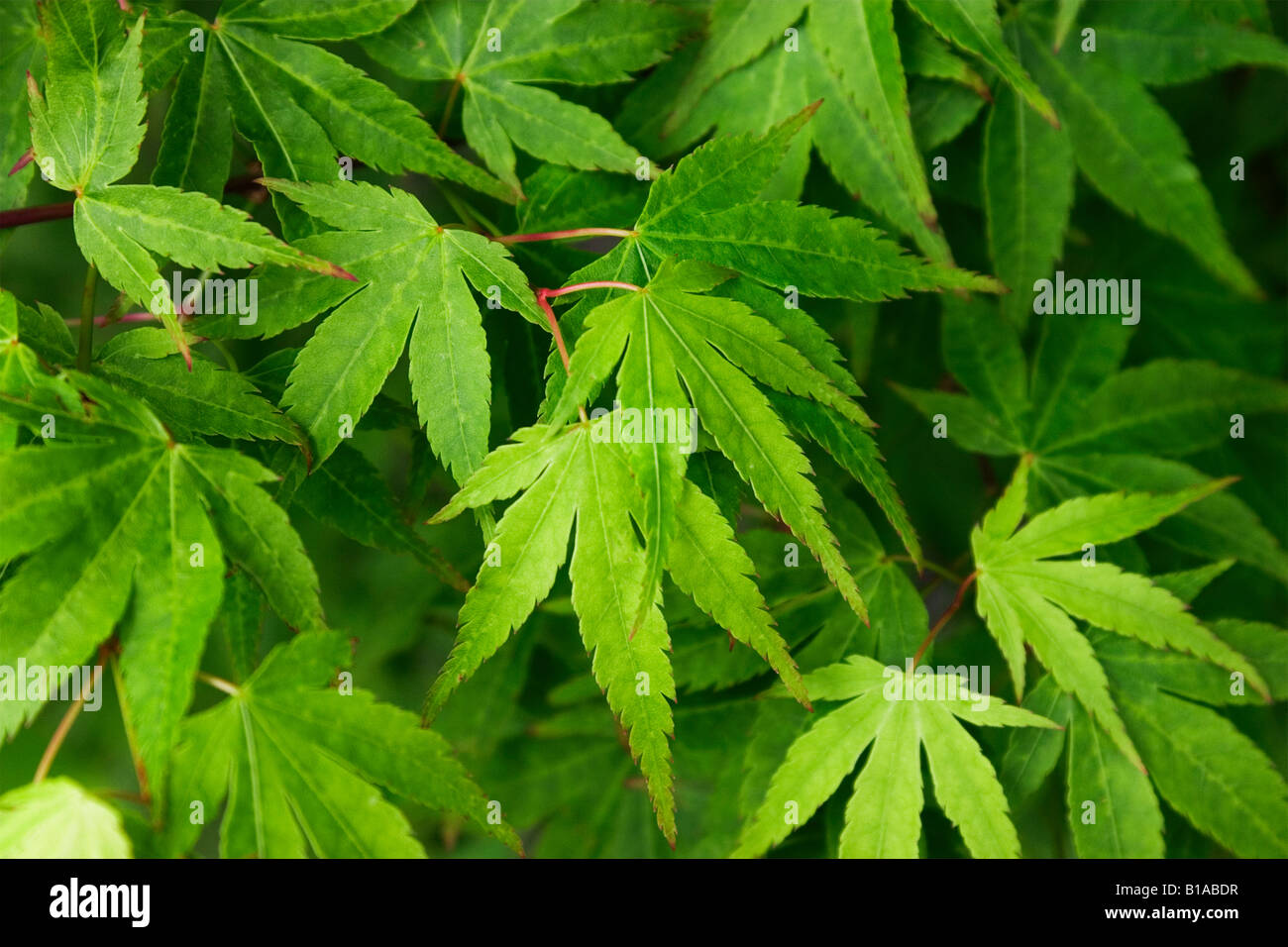 Horizontal leaves hi-res stock photography and images - Alamy