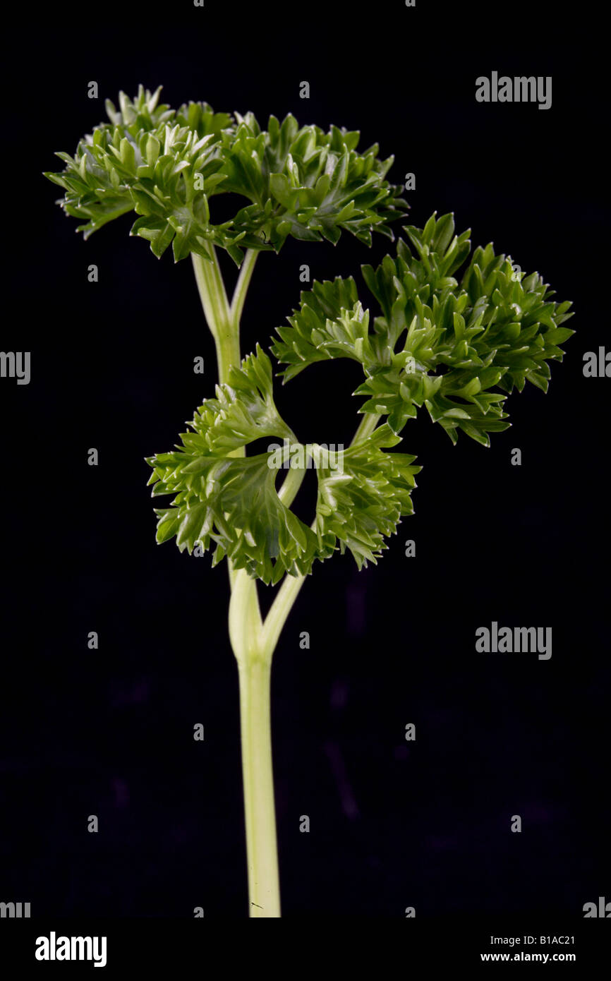 Parsle hi-res stock photography and images - Alamy