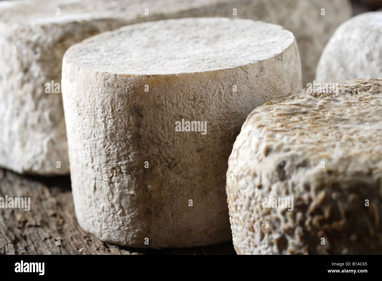 Close-up of goat cheese Stock Photo - Alamy