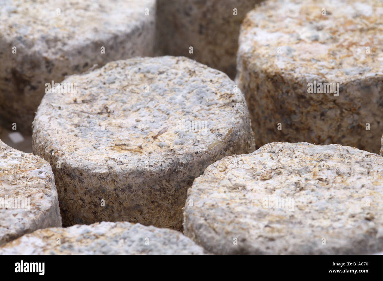 Goat cheese ripening phase Stock Photo - Alamy