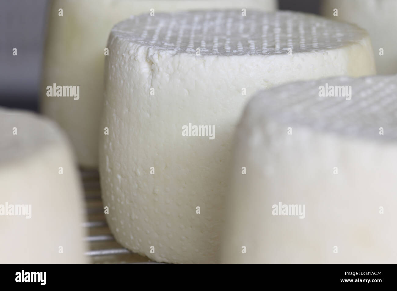 Close-up of goat cheese ripening phase Stock Photo - Alamy