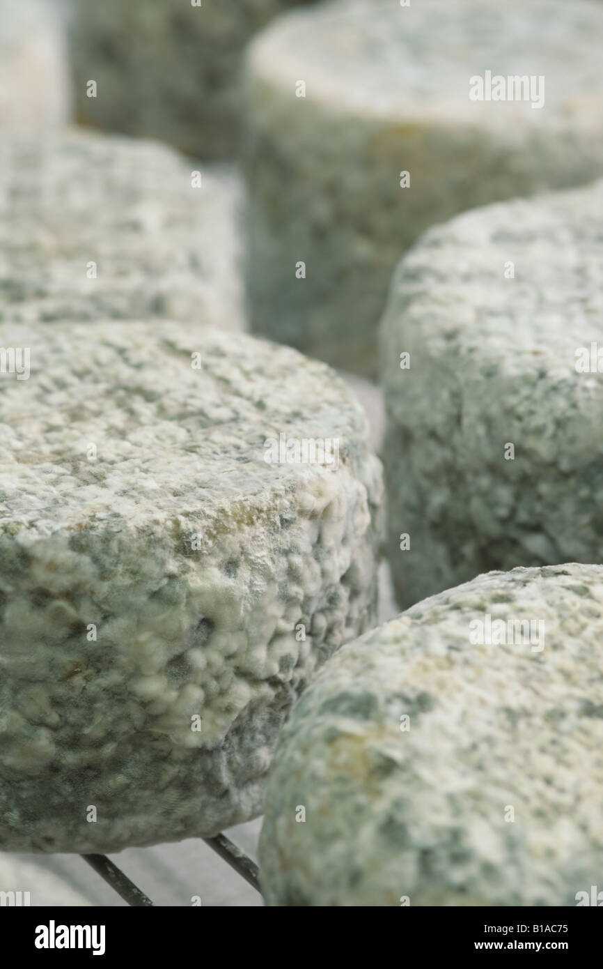 Close-up of goat cheese with a layer of mould (vertical Stock Photo - Alamy