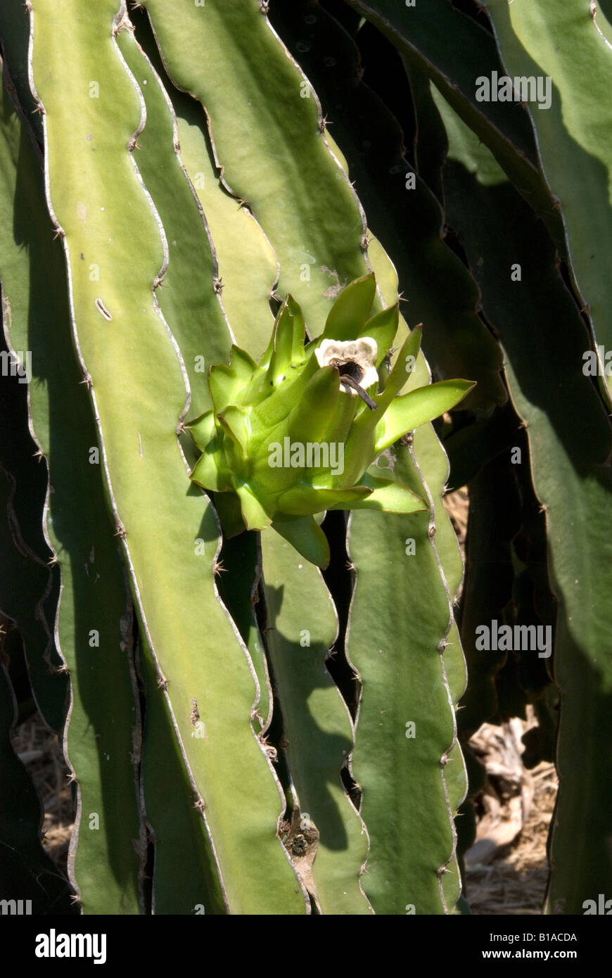 What is dragonfruit hi-res stock photography and images - Alamy