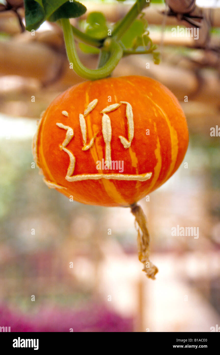 pumpkin for Chinese New Year Stock Photo - Alamy