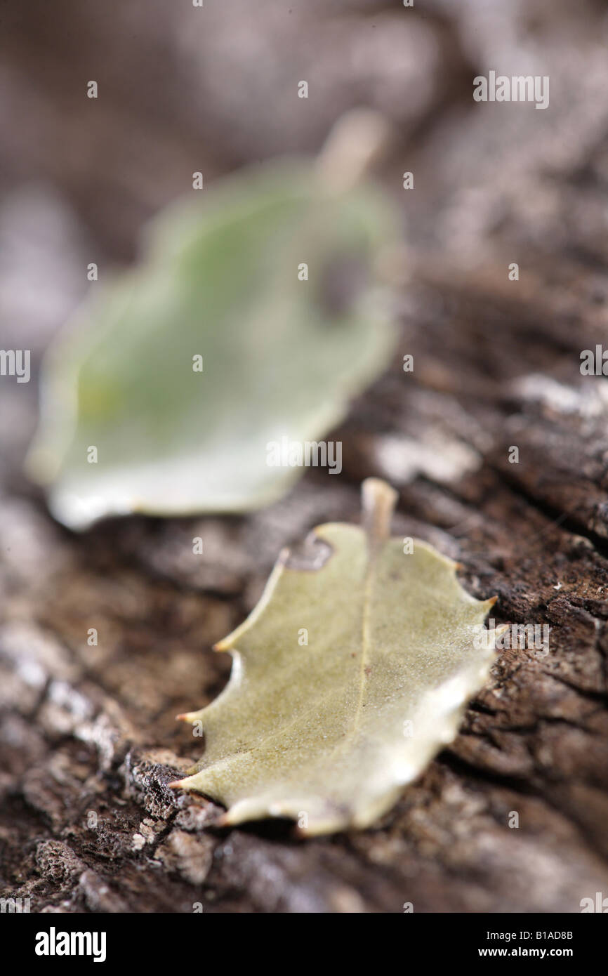 Oak leaves (vertical Stock Photo - Alamy