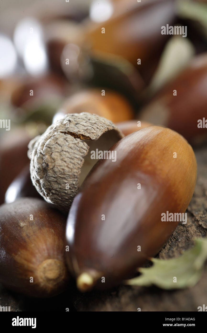 Acorn her hi-res stock photography and images - Alamy