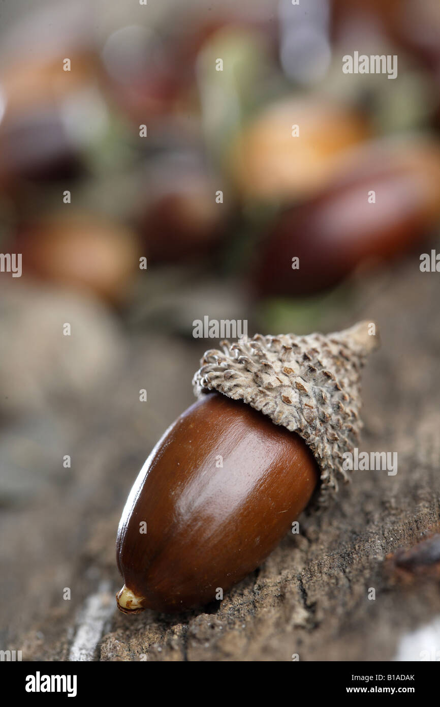 One Acorn High Resolution Stock Photography and Images - Alamy