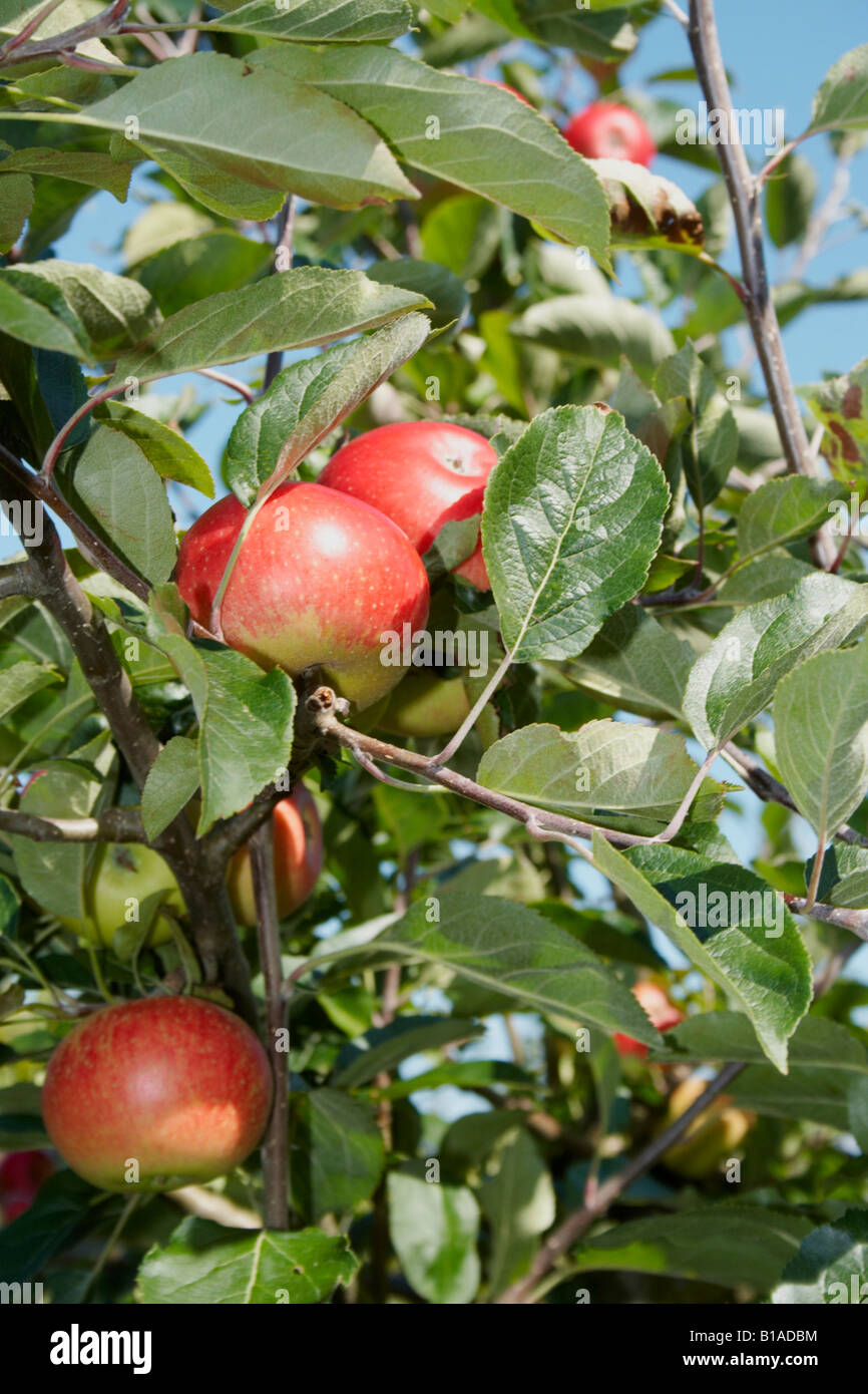 Apples growing on a tree, Sussex, England Stock Photo - Alamy