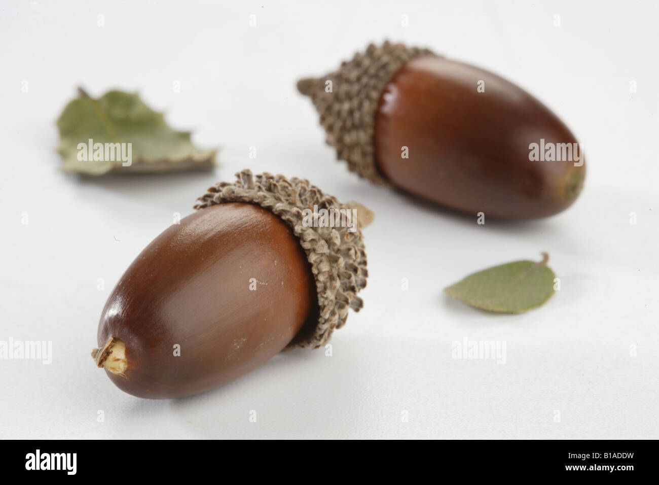Two acorn nuts hi-res stock photography and images - Alamy