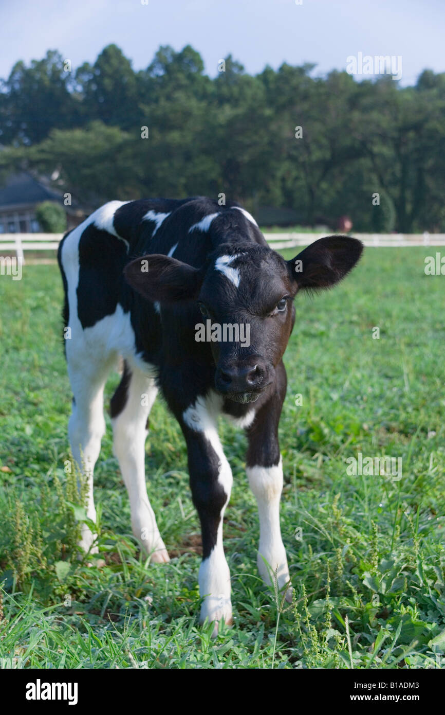 One calf standing Stock Photo - Alamy