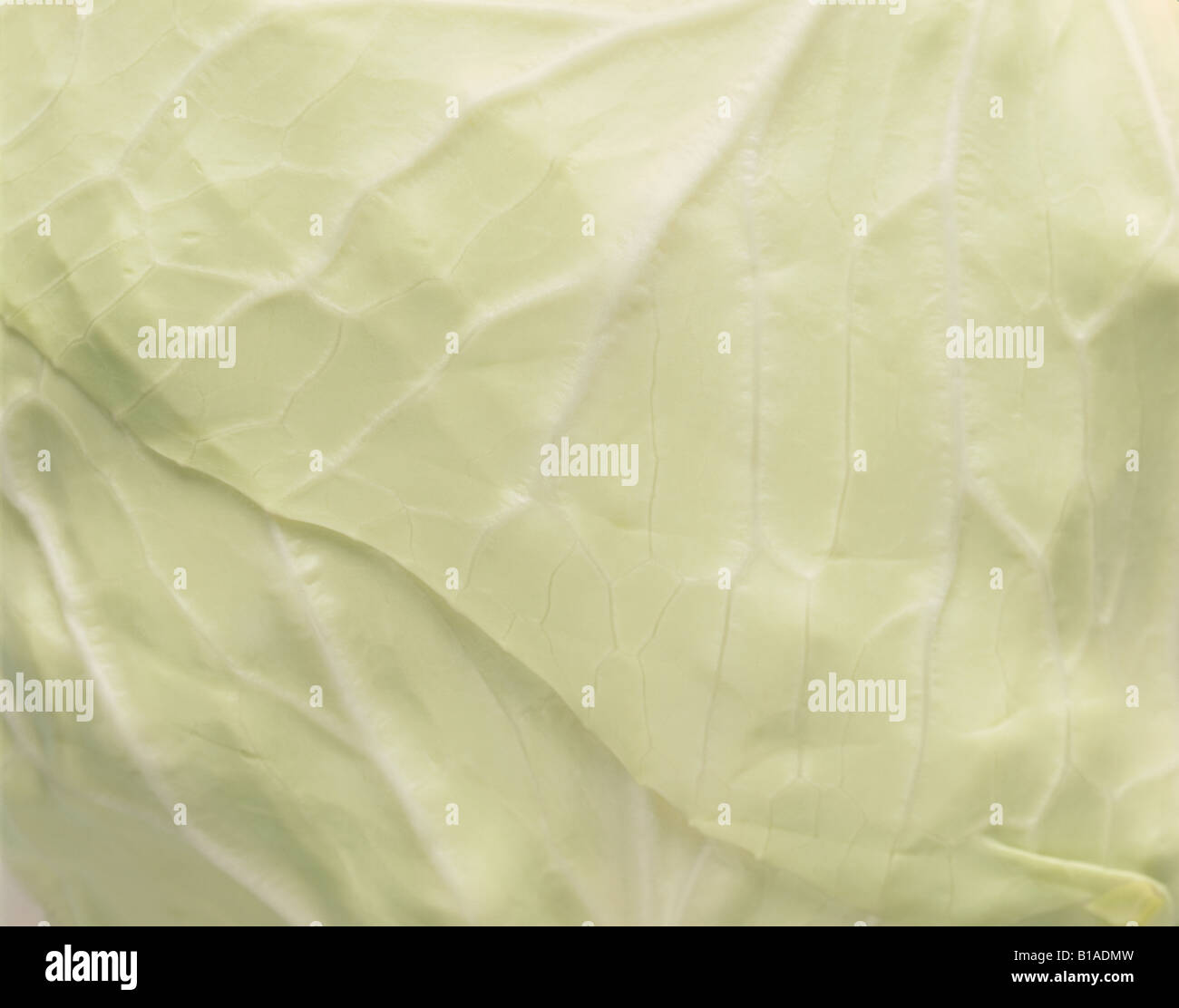 Cabbages only view hi-res stock photography and images - Alamy
