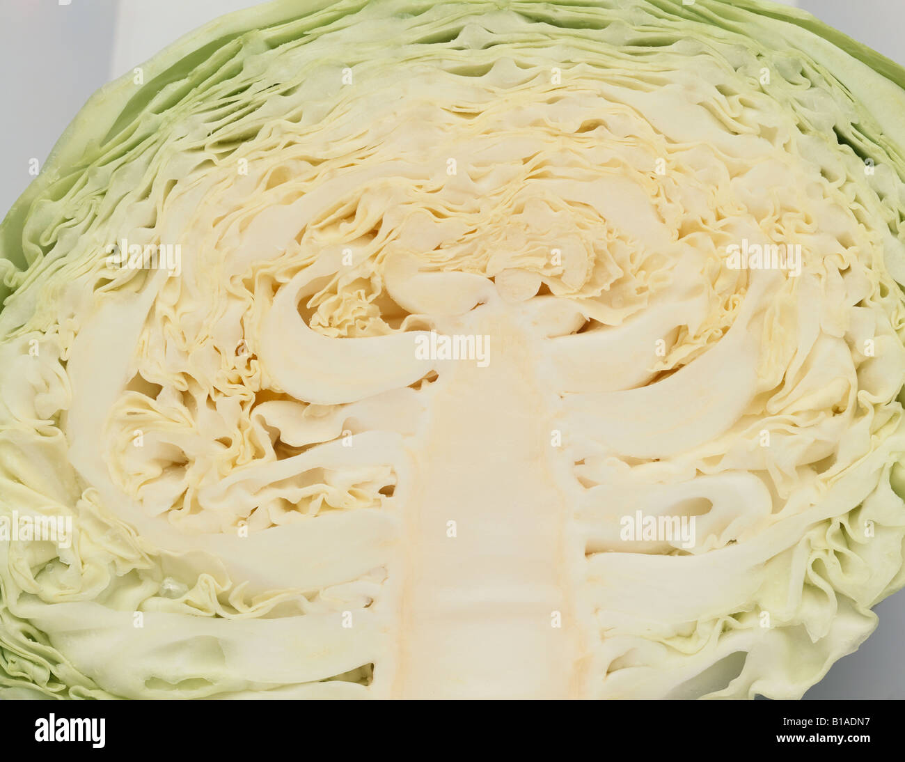 Cabbages only hi-res stock photography and images - Alamy