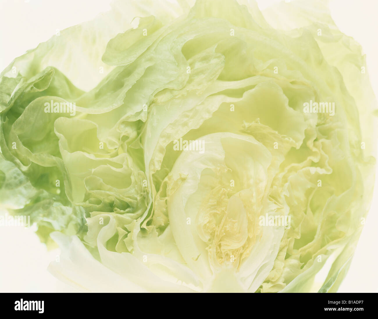 Half Of Lettuce Stock Photo - Alamy
