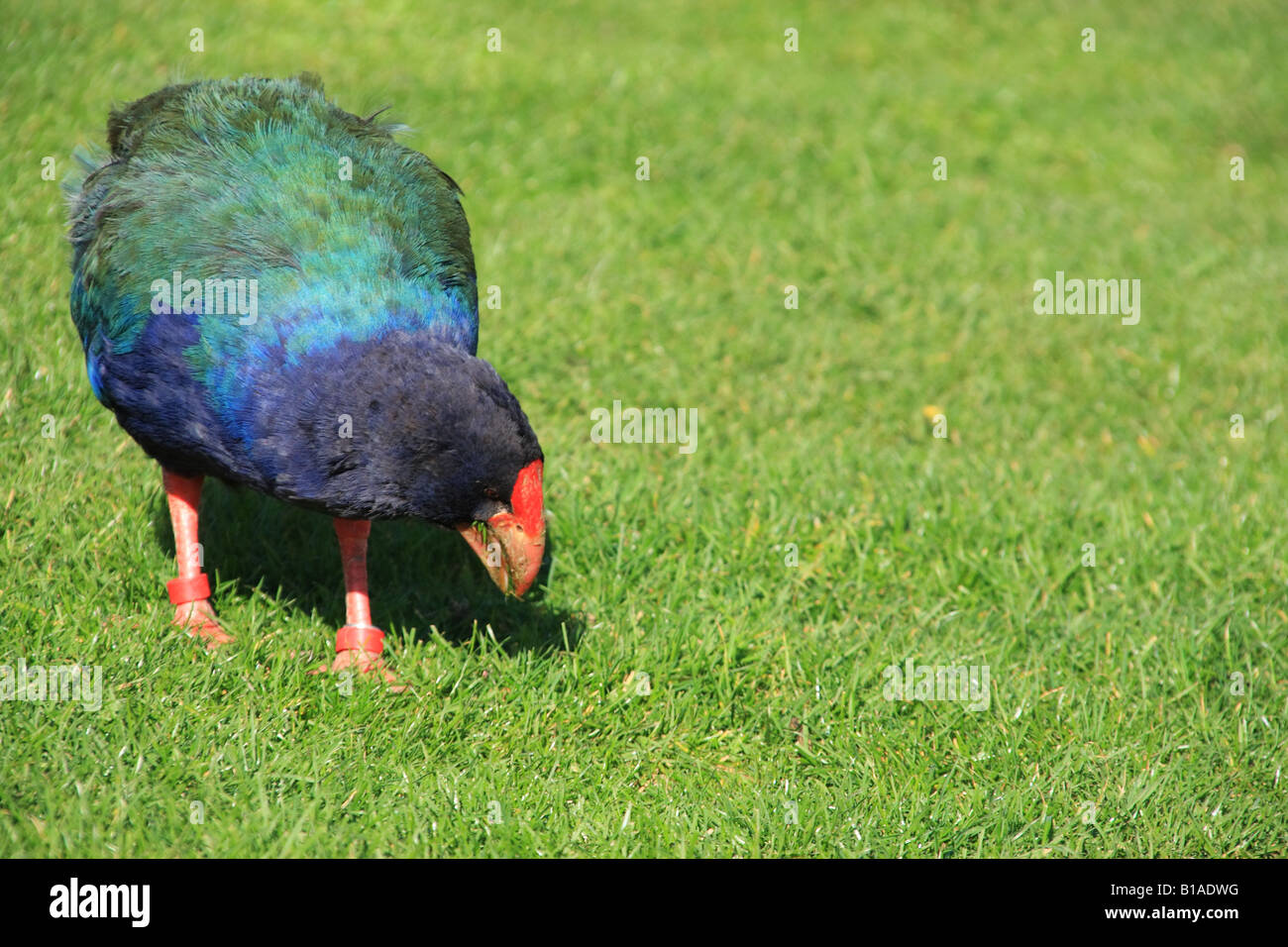 Takahe hi-res stock photography and images - Alamy