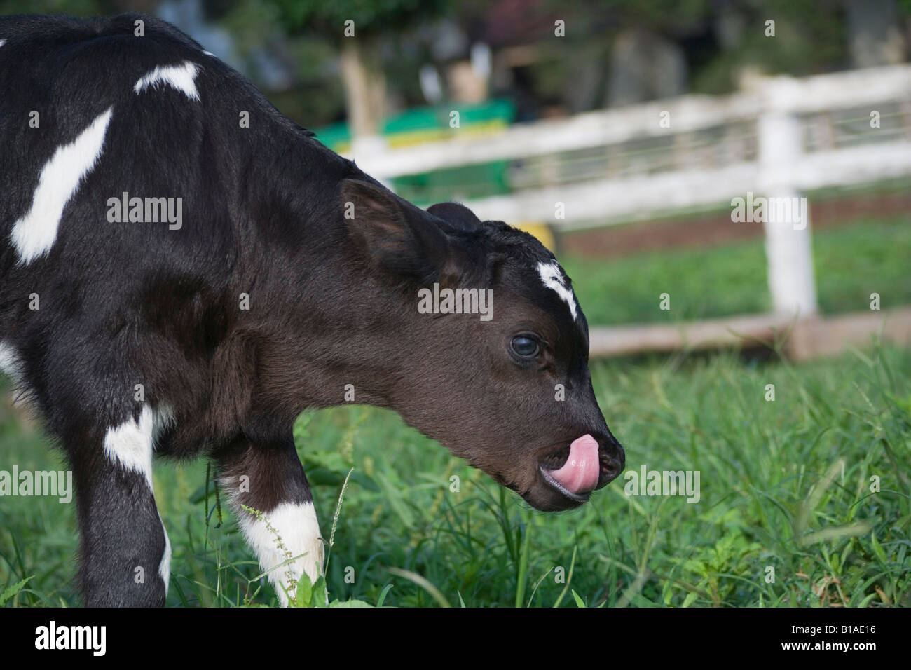 Calf licking nose Stock Photo - Alamy