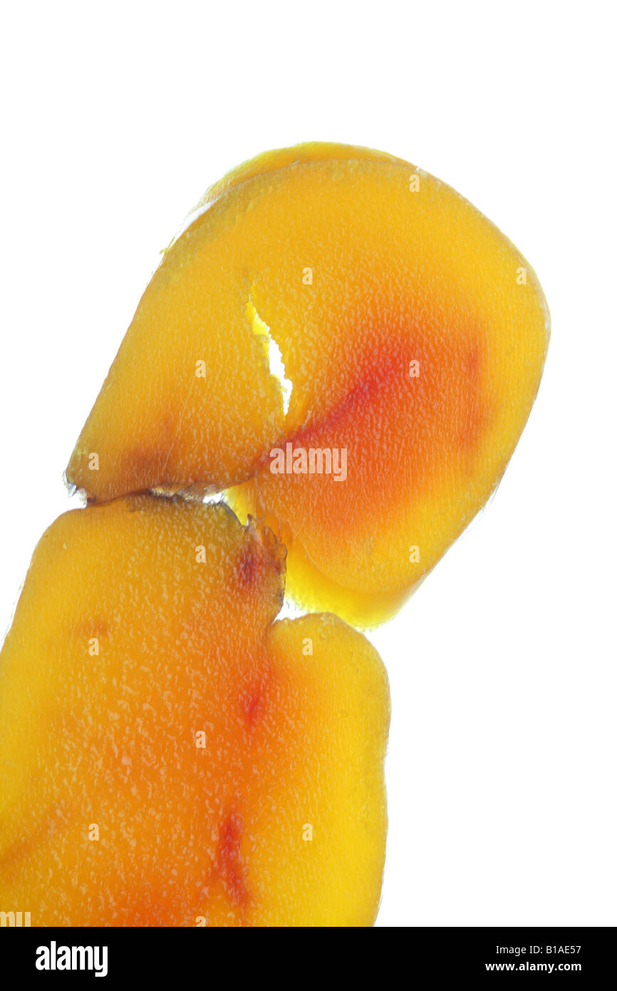 Close-up of grey mullet roe (vertical Stock Photo - Alamy