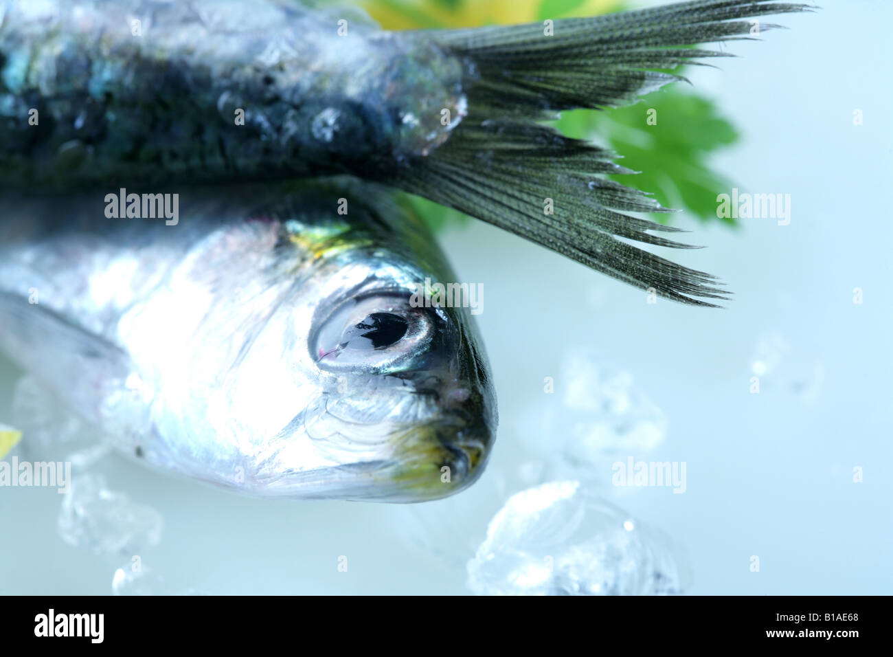 Close-up of head and tail of fresh sardines Stock Photo - Alamy