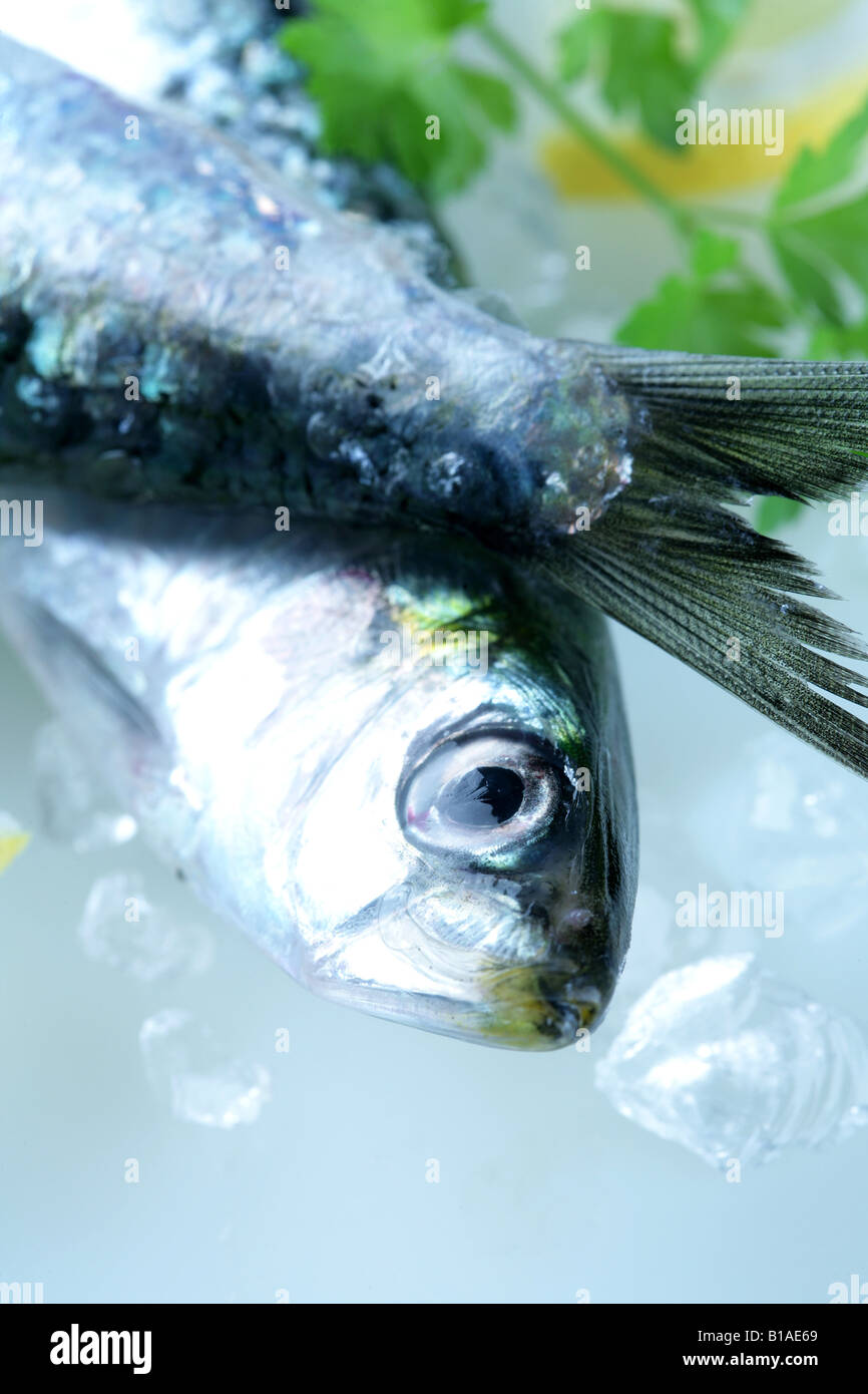 Close-up of head and tail of fresh sardines (vertical Stock Photo - Alamy
