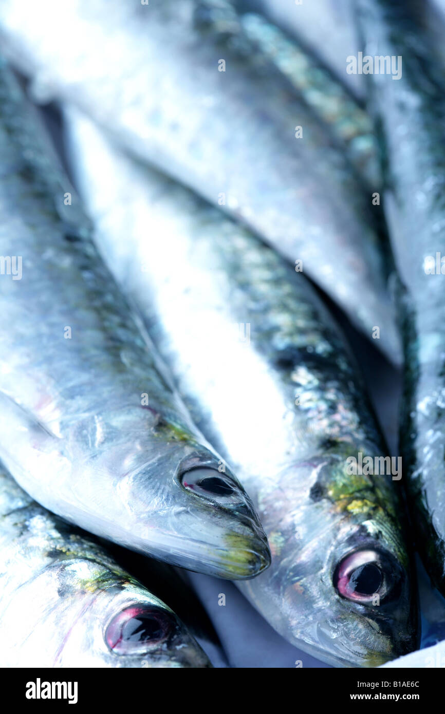 Close-up of fresh sardines (vertical Stock Photo - Alamy