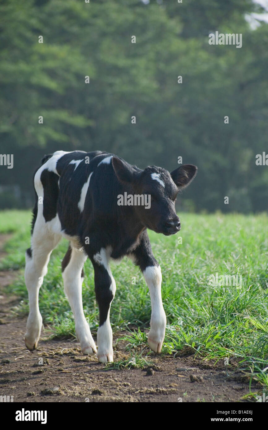 Calf cow hi-res stock photography and images - Alamy