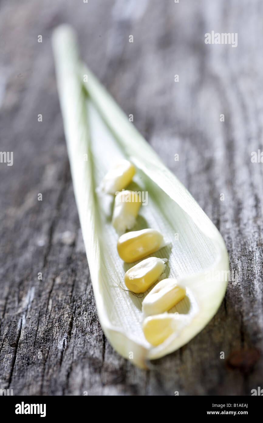 Tender corn (vertical Stock Photo - Alamy