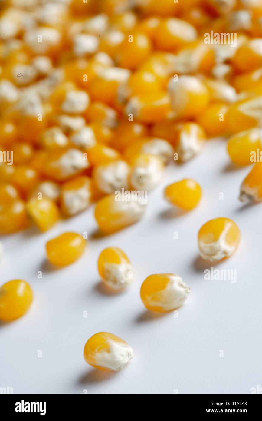Dry corn (vertical Stock Photo - Alamy