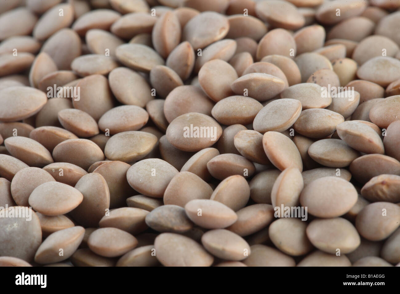 Pardinas hi-res stock photography and images - Alamy