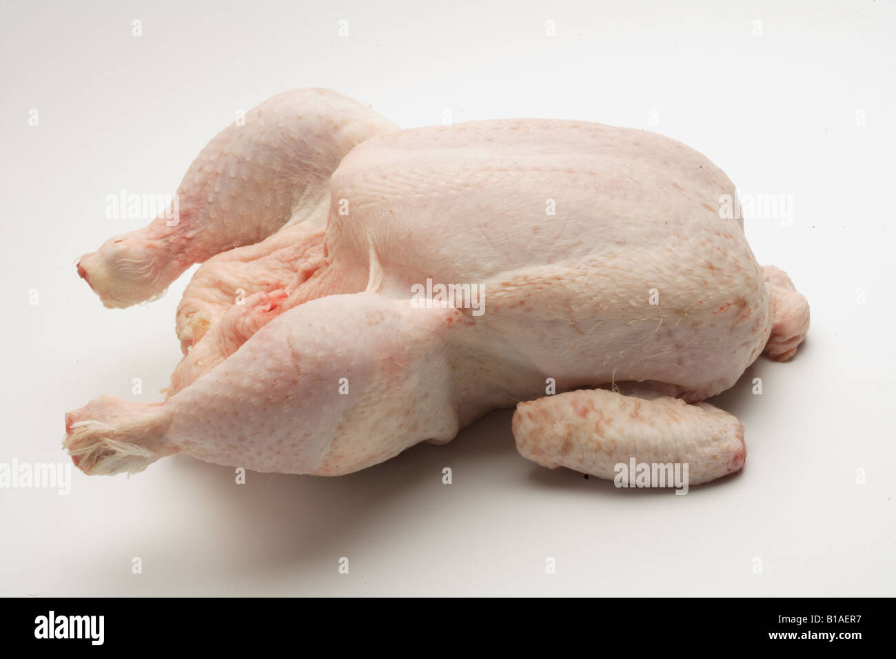 Chicken chickens poultry hi-res stock photography and images - Alamy