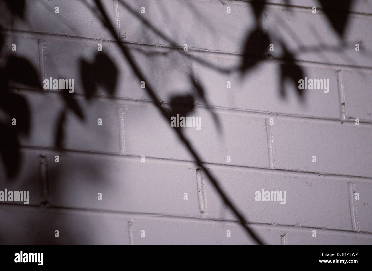 Tree Shadow On Brick Wall Stock Photo - Alamy