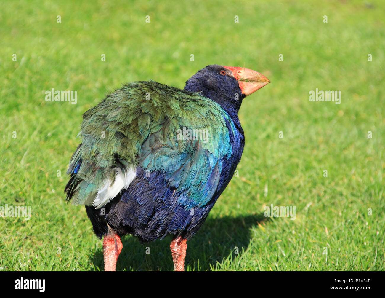 Takahe, a native New Zealand bird Stock Photo - Alamy