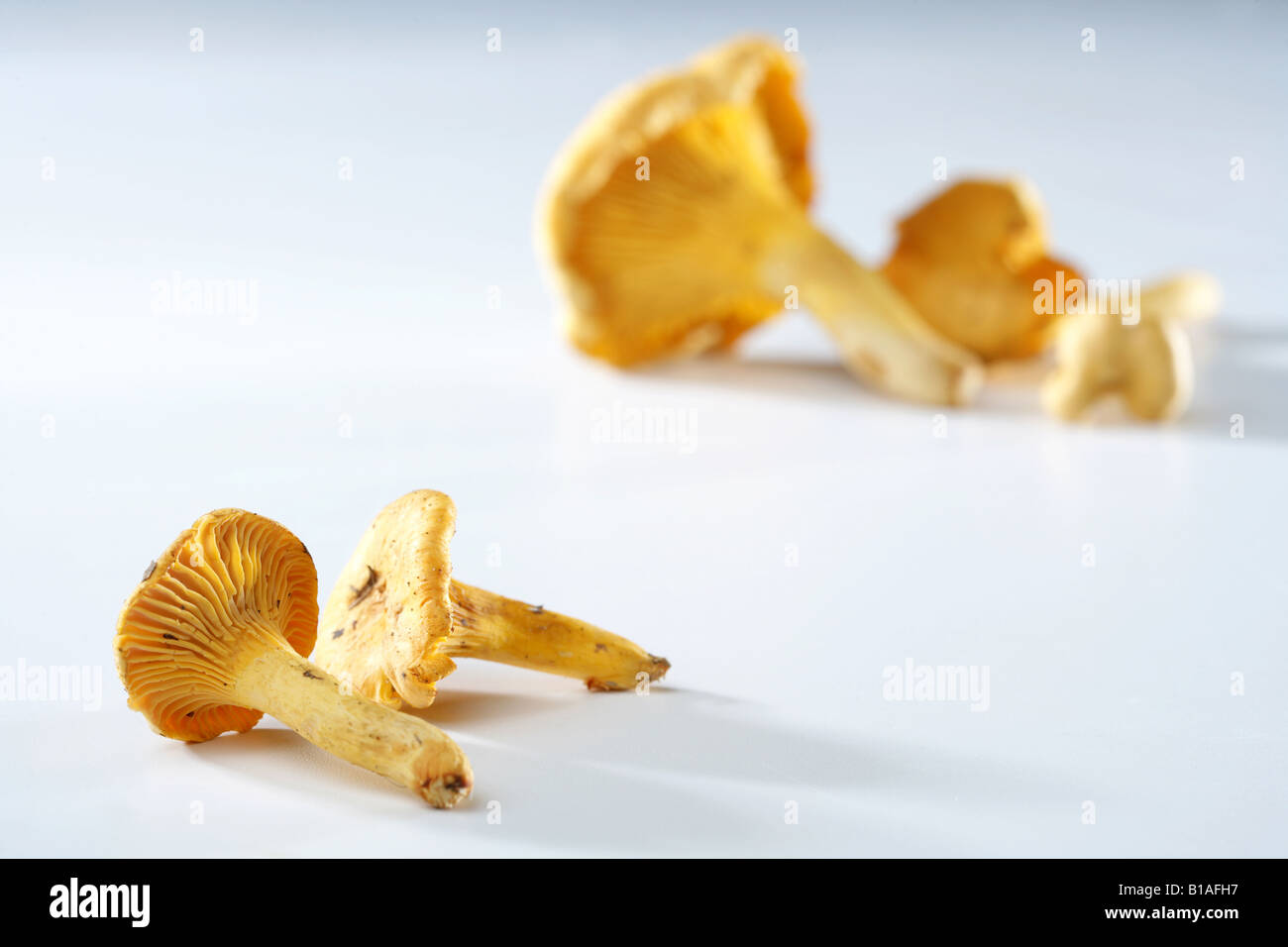 Rebozuelos hi-res stock photography and images - Alamy