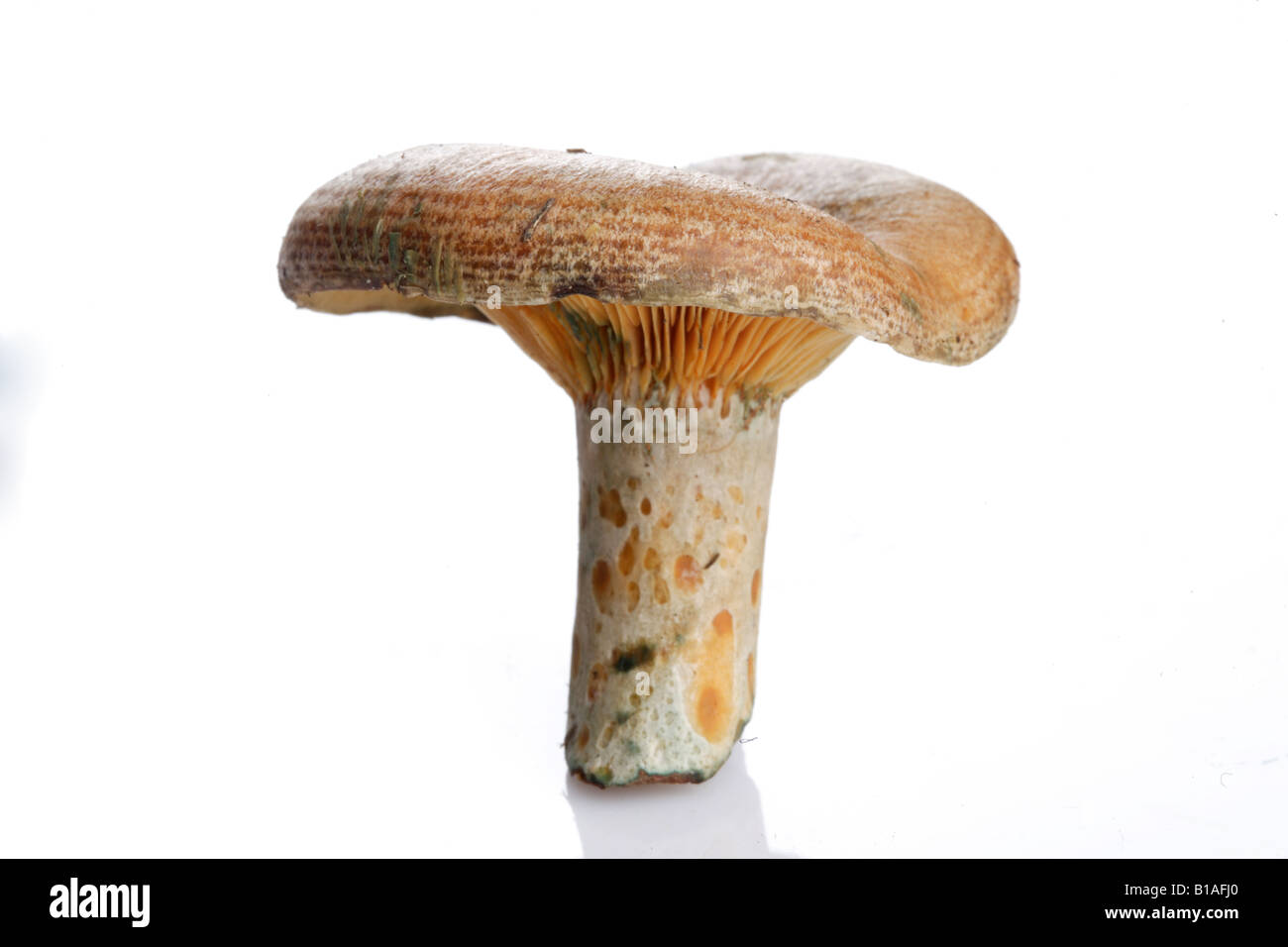 Niscalos lactarius deliciosus robellon rovello Stock Photo - Alamy